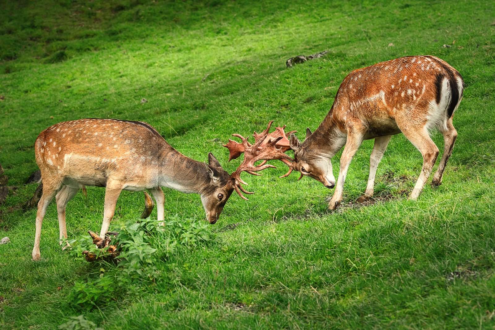 Deer Fight on the Pasture | Stock image | Colourbox