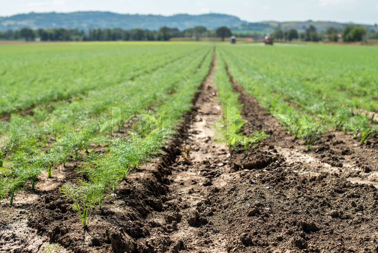 Fennel young plants in rows. Agriculture land with small fennel plants ...