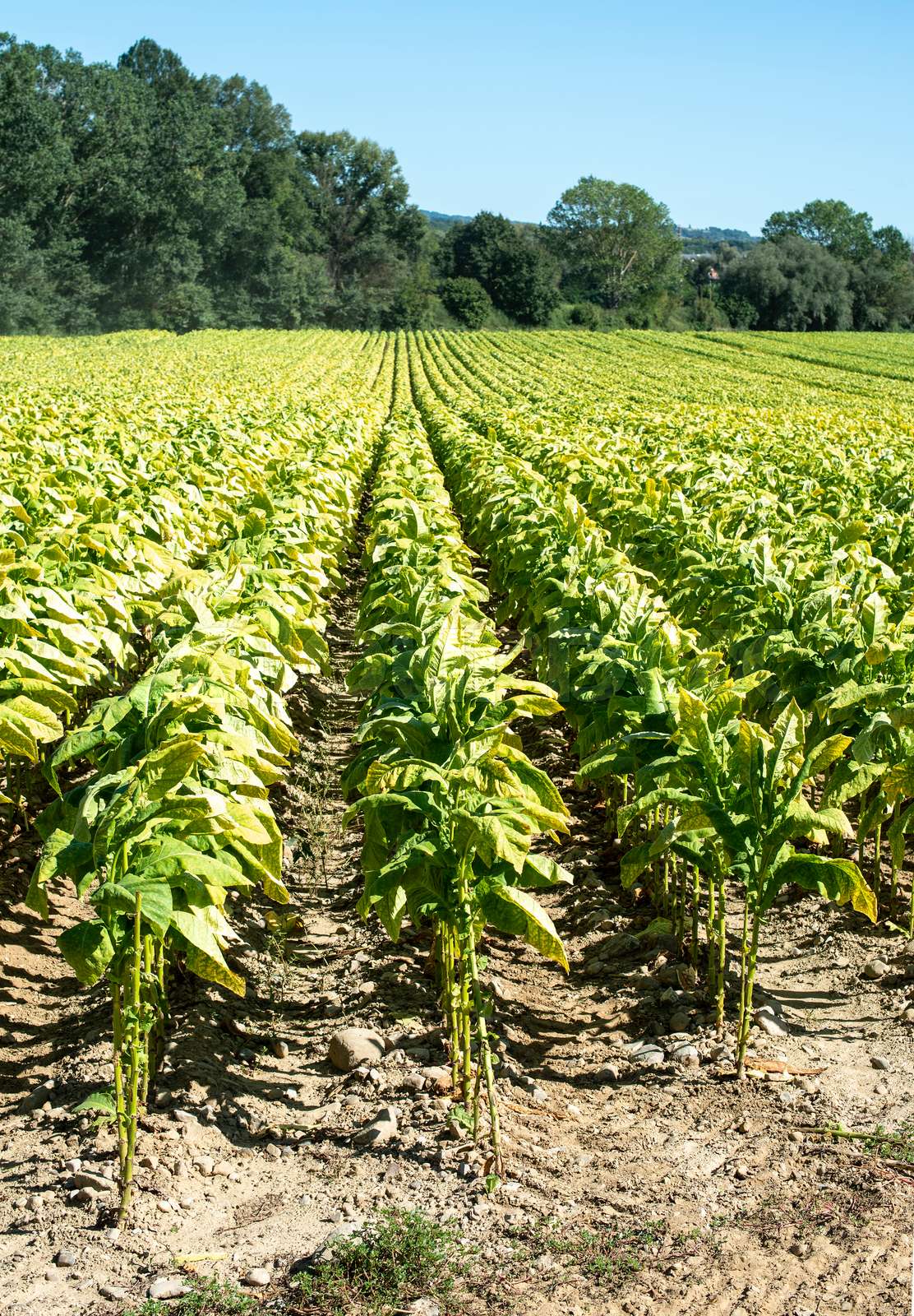 Tobacco plantation in rows. Growing tobacco leaves industrially ...