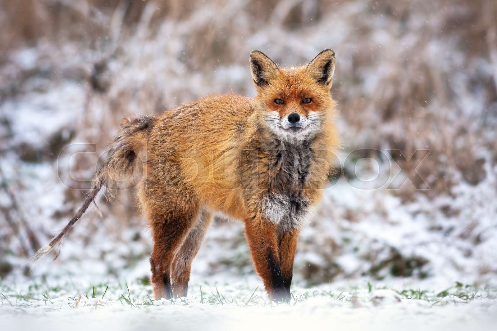 Fox With Mange On Tail