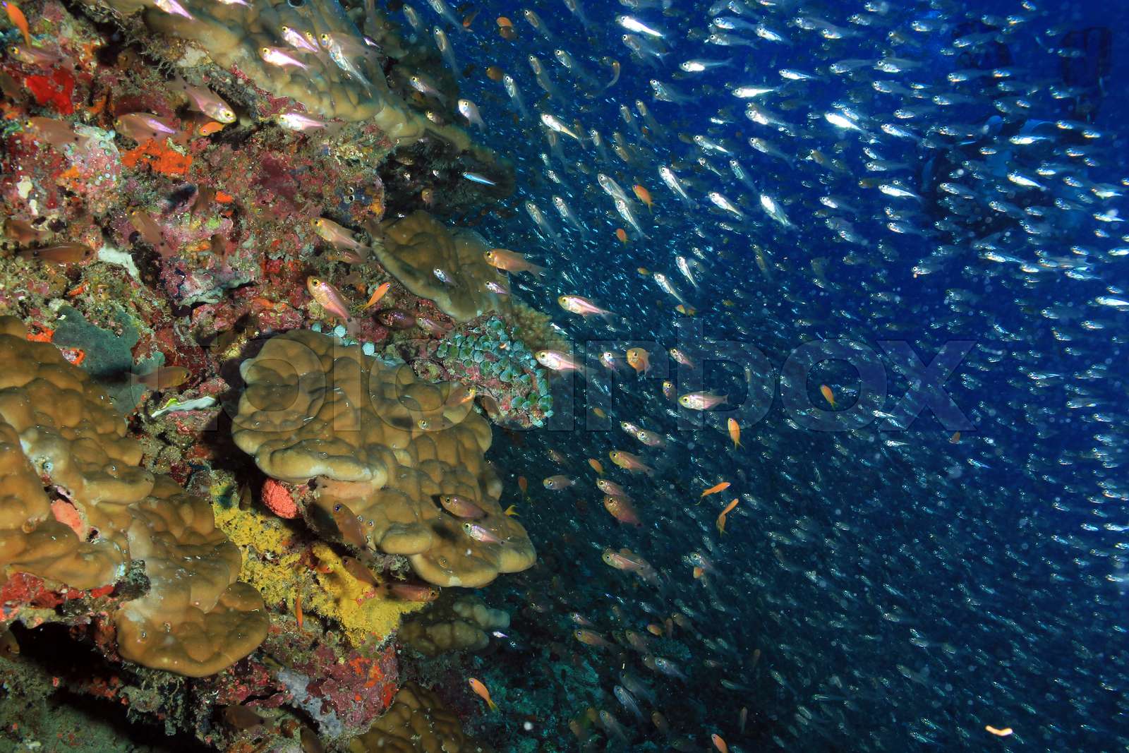 Coral Reef and Schooling Fish | Stock image | Colourbox