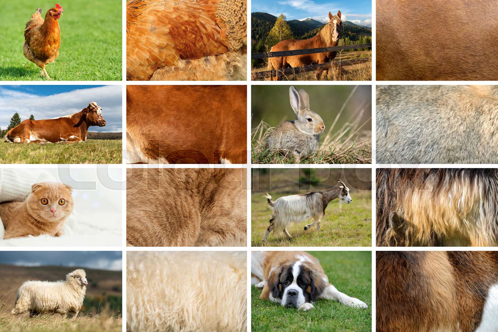 Collection of eight animals and their true skin textures | Stock image ...