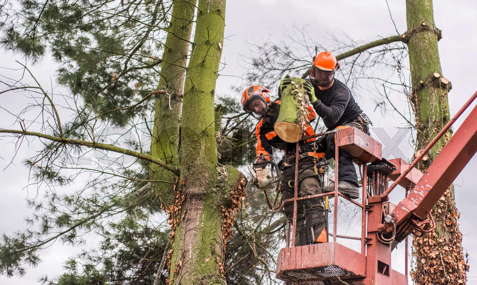 Arborist men with chainsaw and lifting platform cutting a tree. | Stock ...