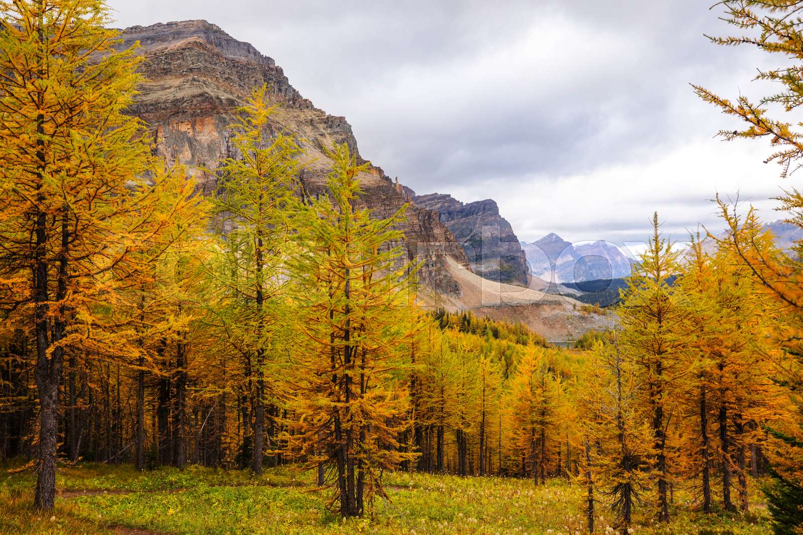 Larch | Stock image | Colourbox