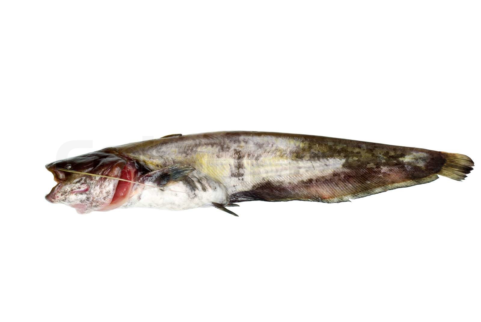 Fresh sheatfish | Stock image | Colourbox