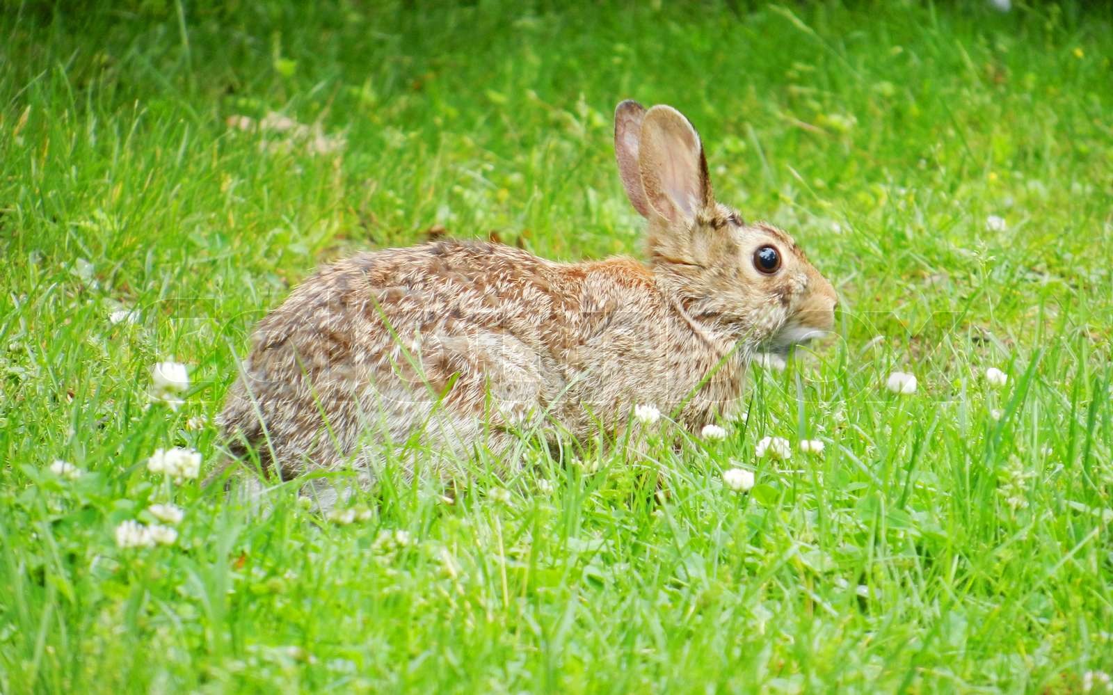 rabbit on the green grass | Stock image | Colourbox