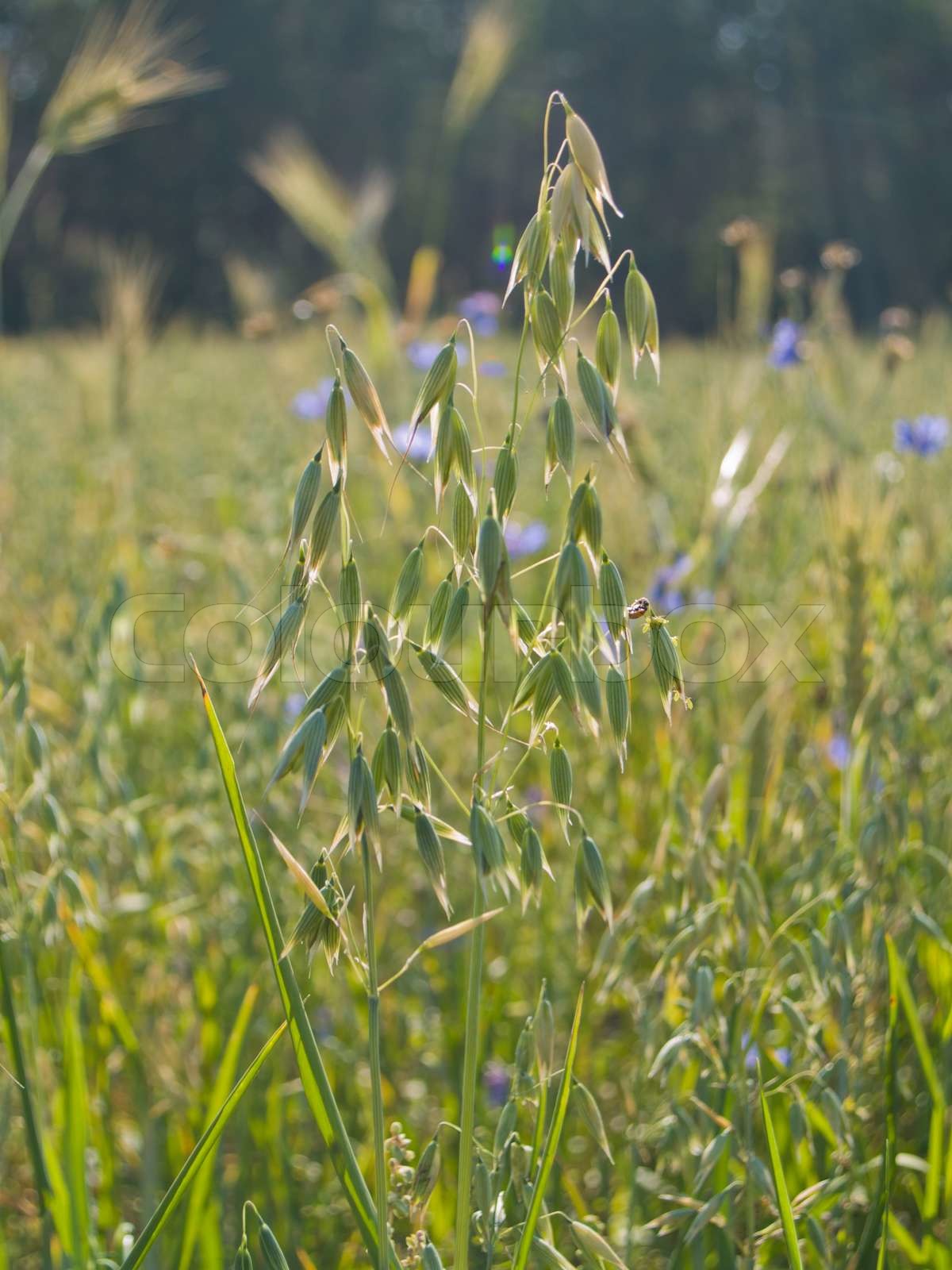 Bereich der Hafer ernten | Stock Bild | Colourbox
