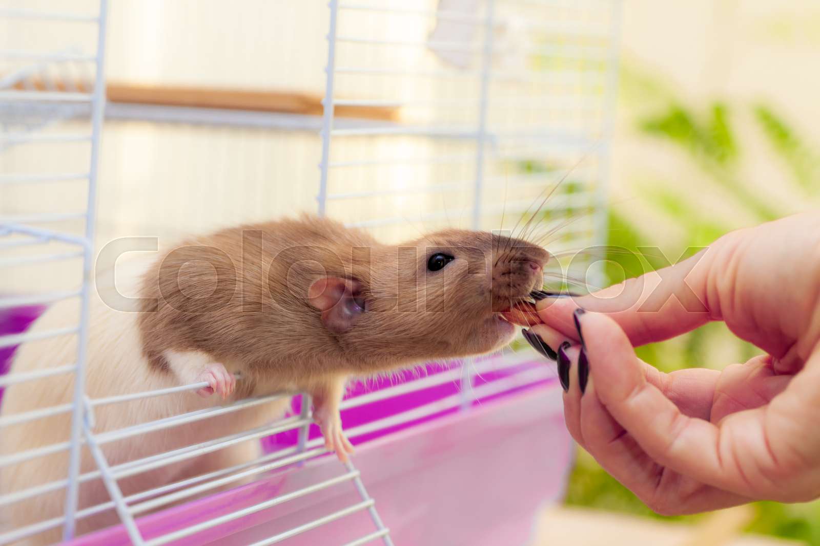 Pet rat eating almond nut | Stock image | Colourbox