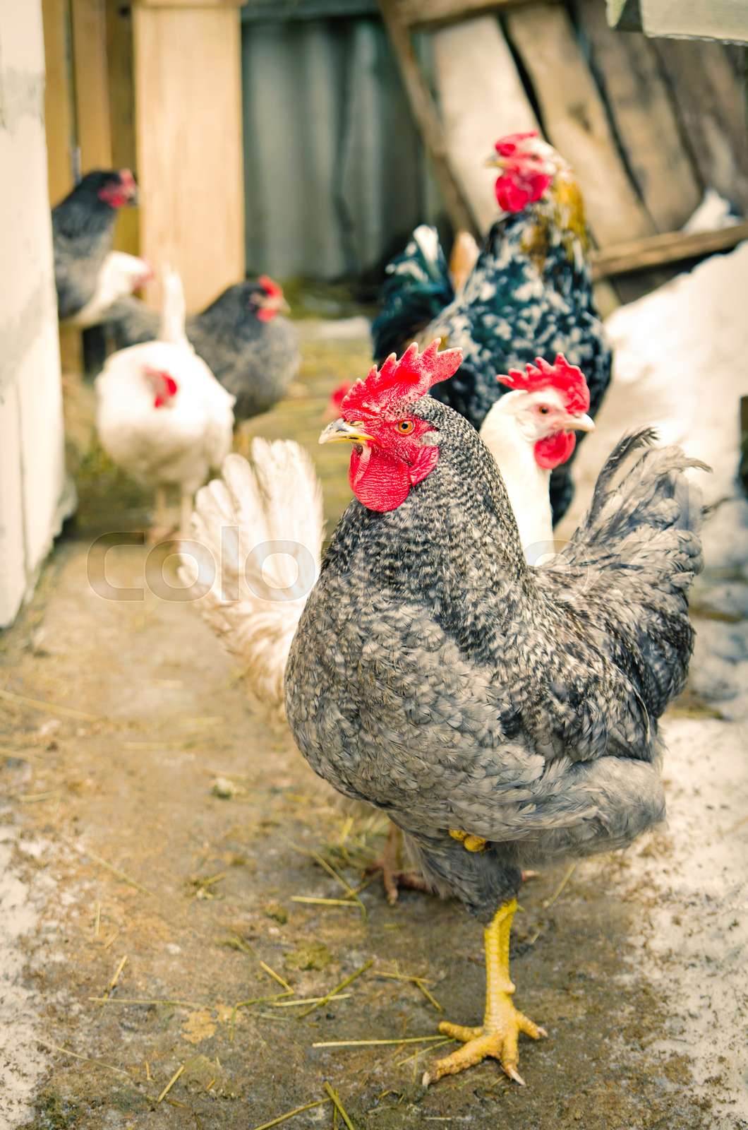 chicken at farm | Stock image | Colourbox