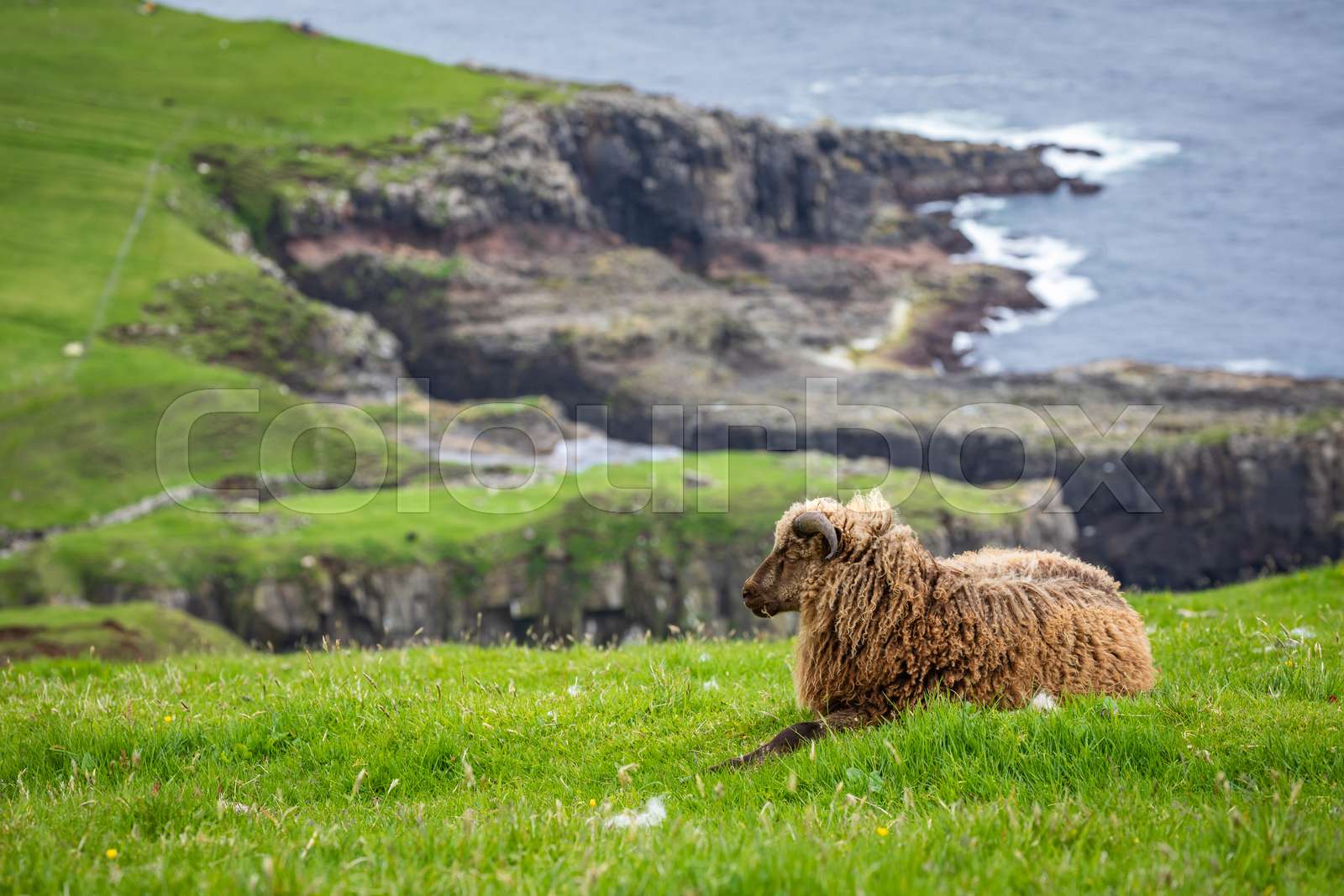 Wildlife in the Faroe Islands. Sheep on Vagar island. Faroe Islands ...