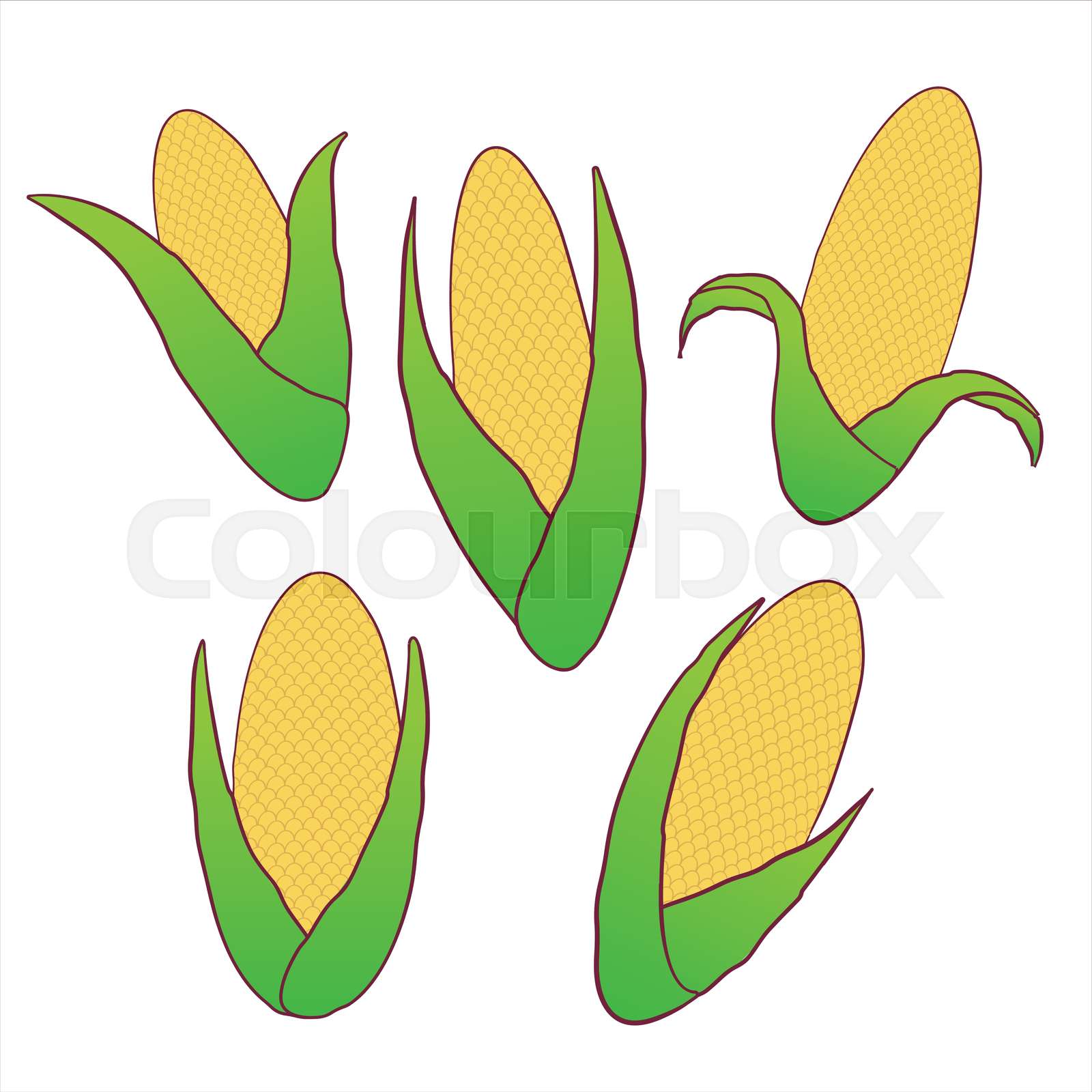 set of corn vector illustration isolated on white | Stock vector ...