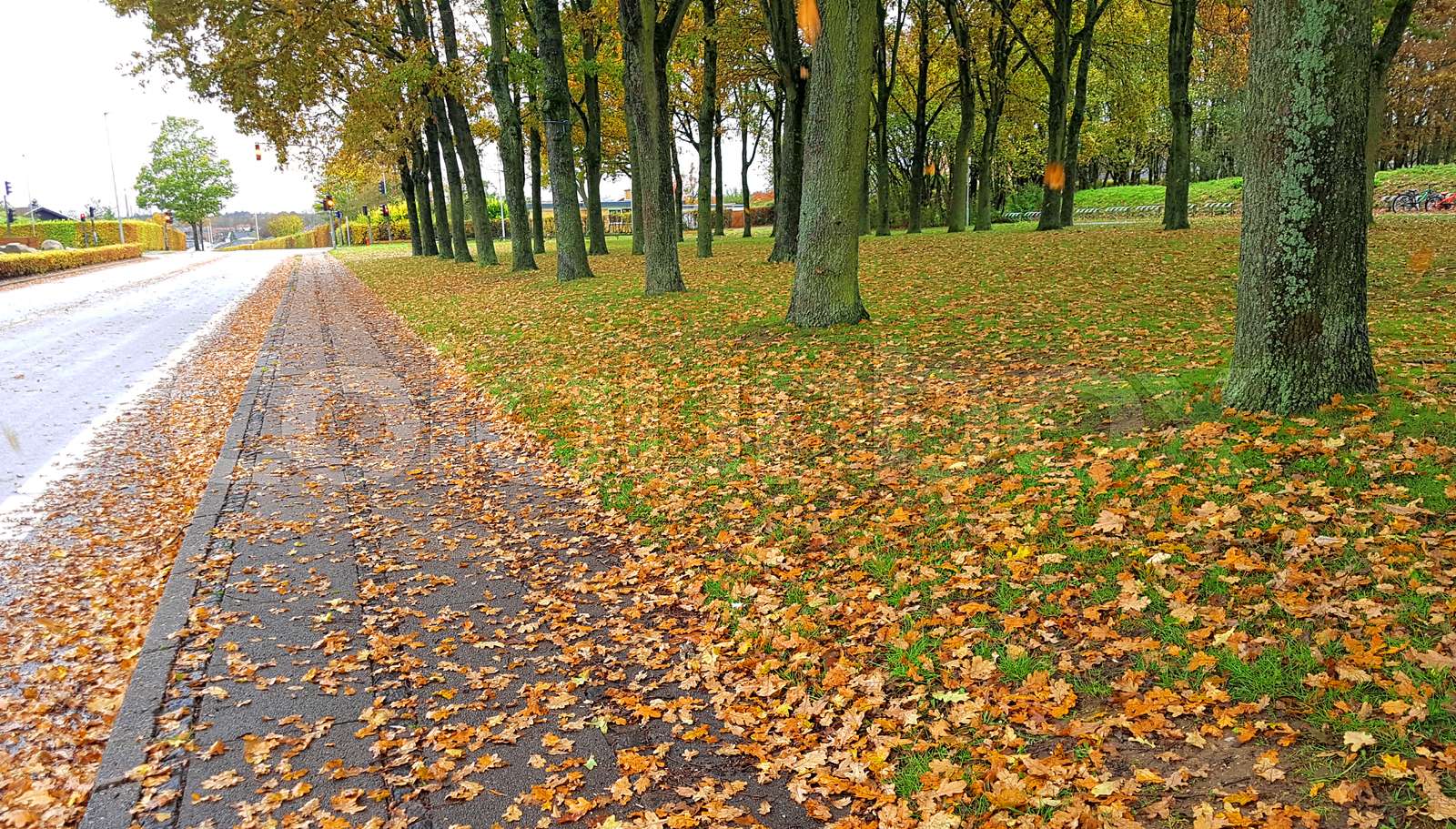 Efterår med træer og nedfaldne visne blade på fortovet og vejen | Stock ...
