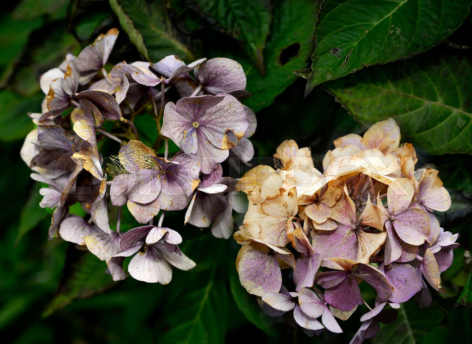 Have Hortensia | Stock foto | Colourbox