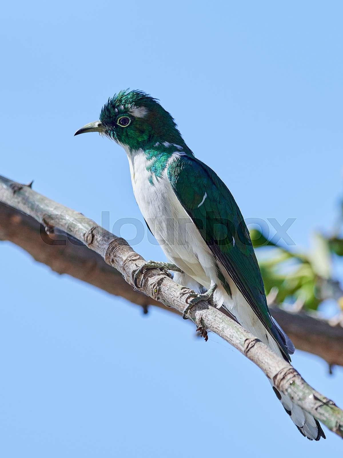 Klaas's cuckoo (Chrysococcyx klaas) | Stock image | Colourbox