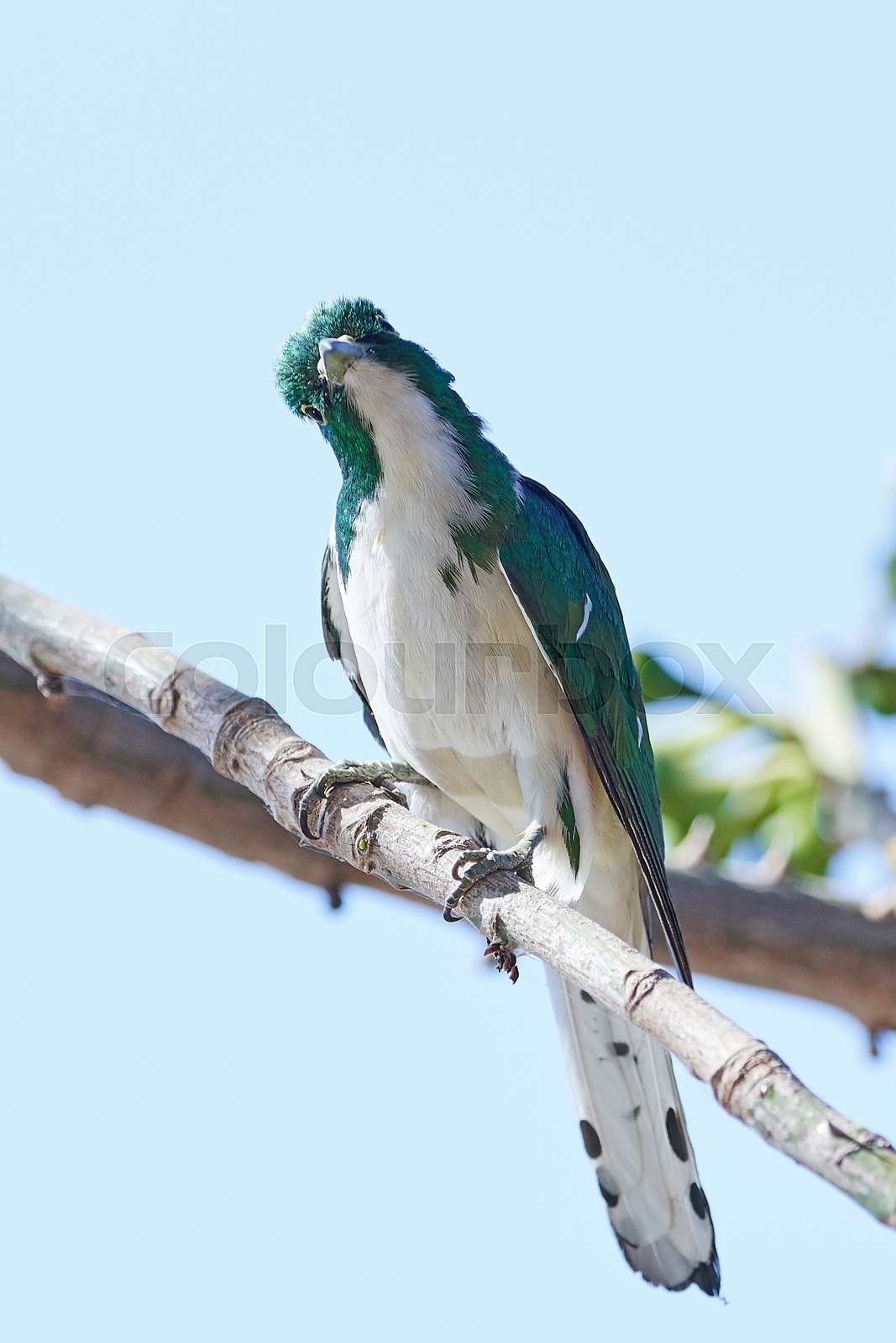 Klaas's cuckoo (Chrysococcyx klaas) | Stock image | Colourbox