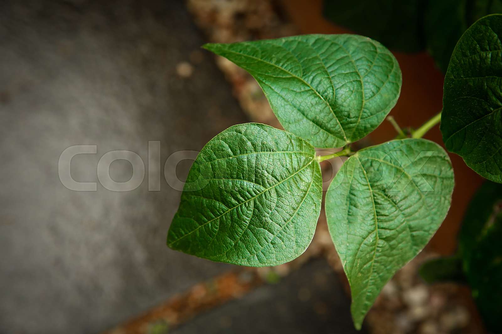 Green Bean Leaves