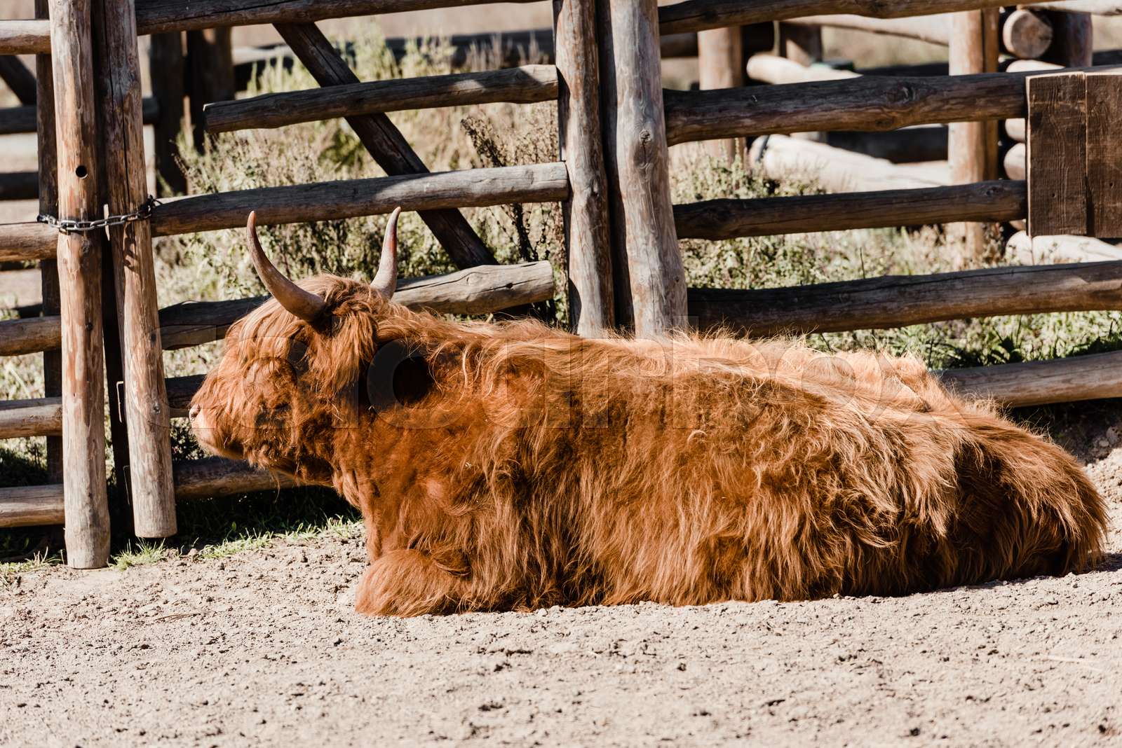furry bison lying near wooden fence in zoo | Stock image | Colourbox