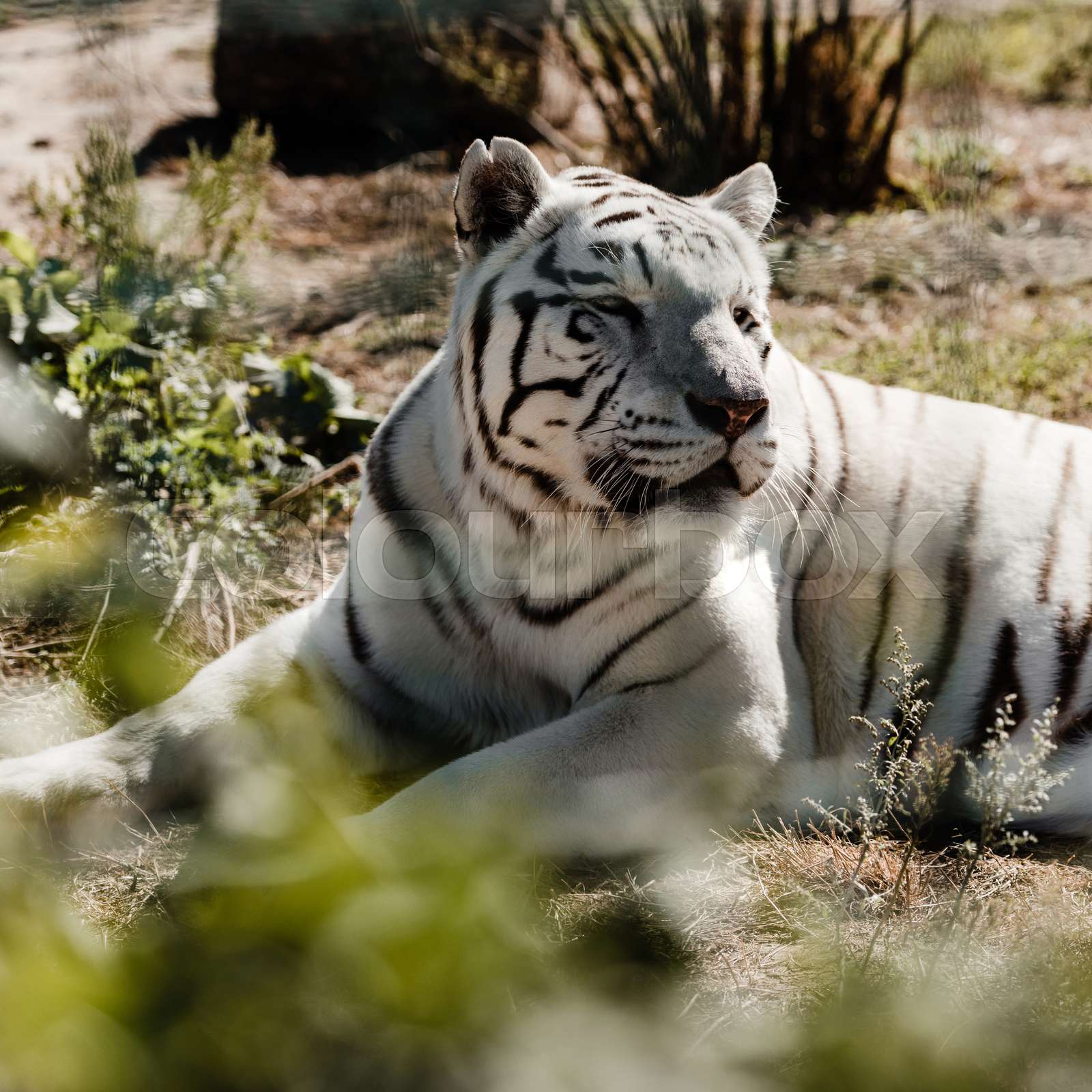 selective focus of white tiger lying on ground outside | Stock image ...