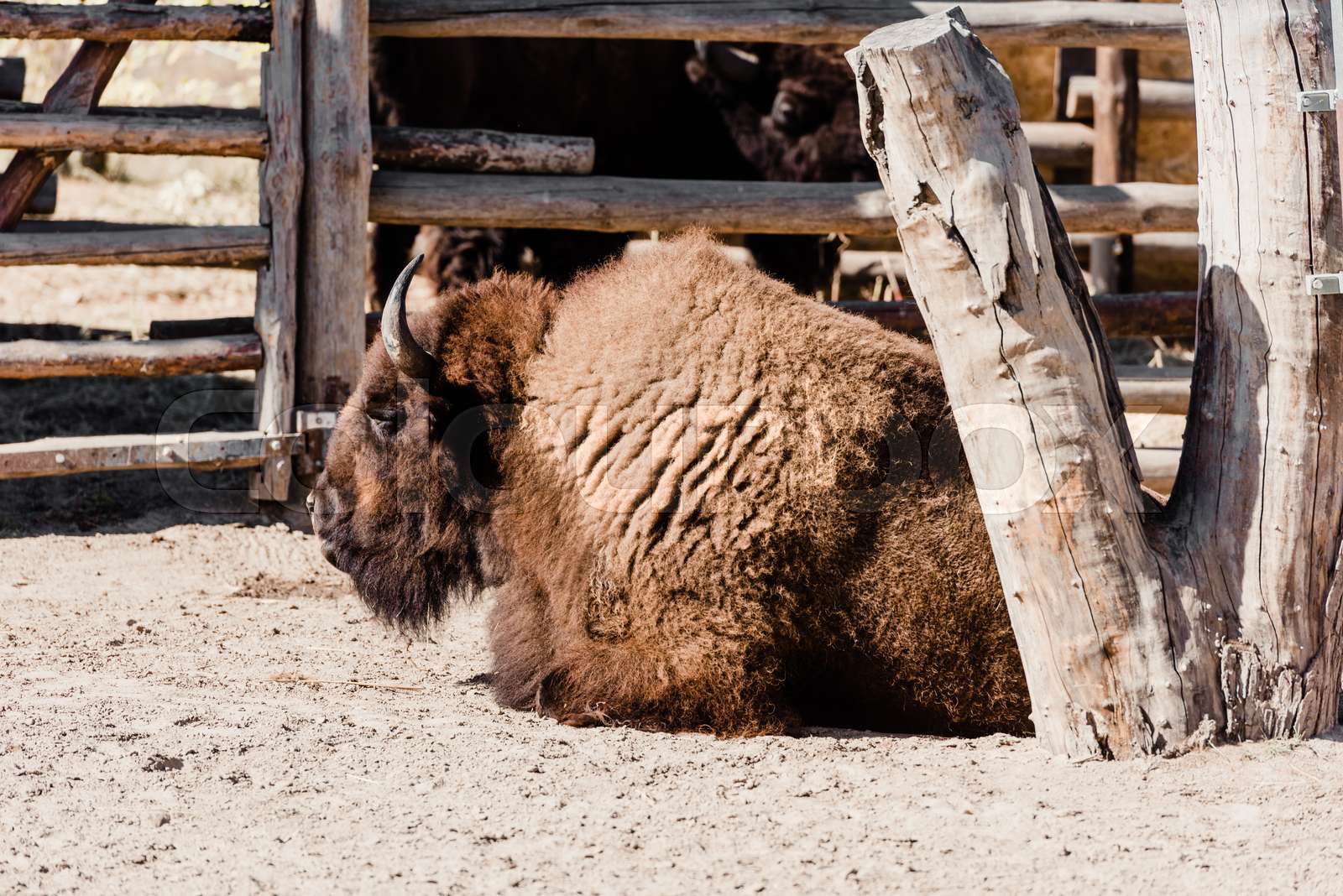 selective focus of furry bison lying on sand outside | Stock image ...
