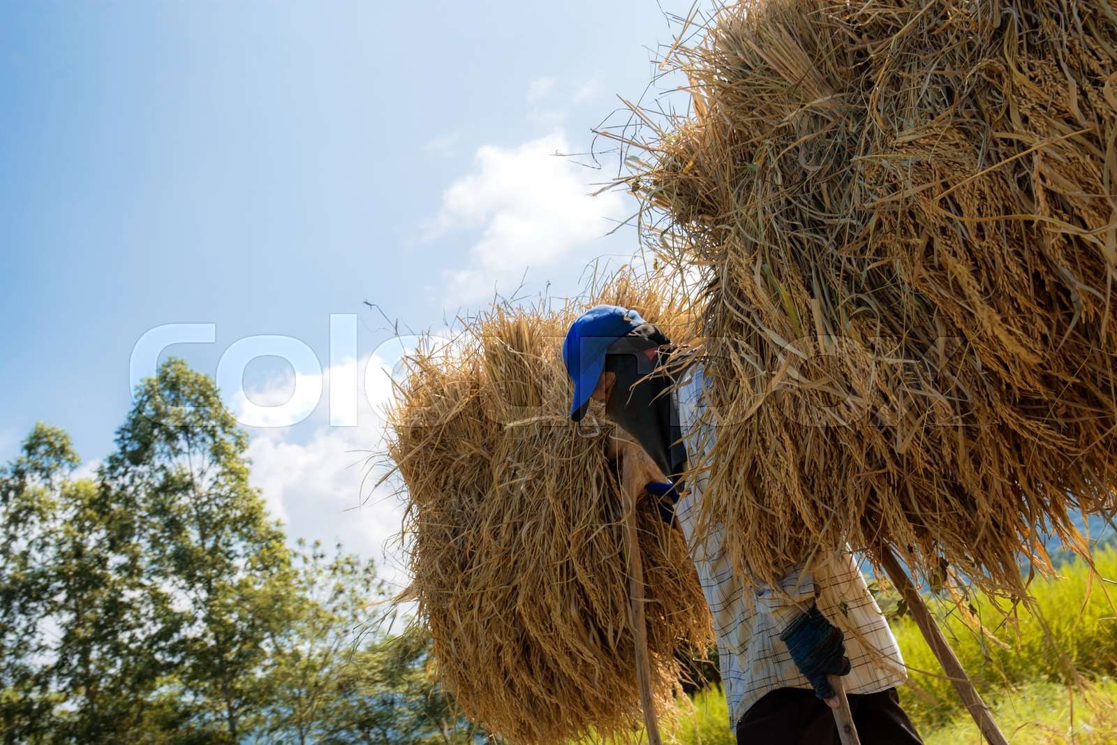 Farmer carrying rice with sunlight. | Stock image | Colourbox