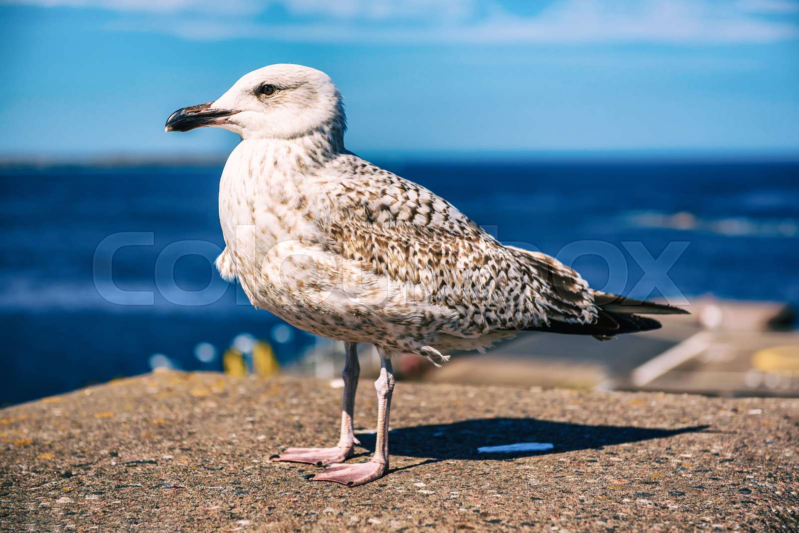 Sea gull at pier | Stock image | Colourbox