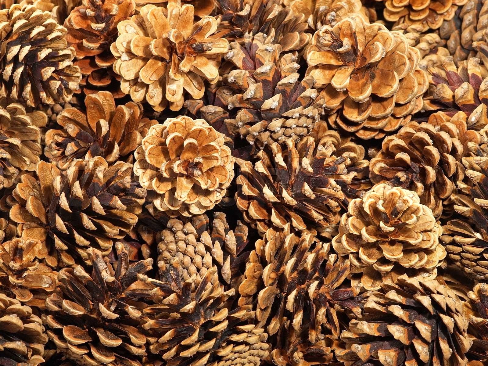 Fir cones taken closeupBackground | Stock image | Colourbox