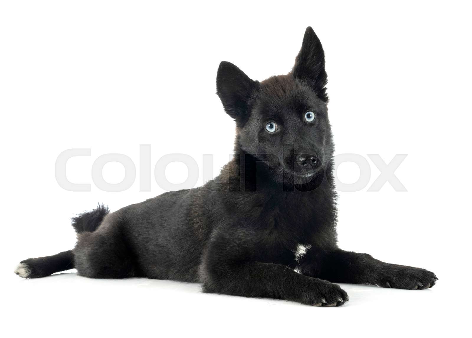 hund, hvalp, husky | Stock foto | Colourbox
