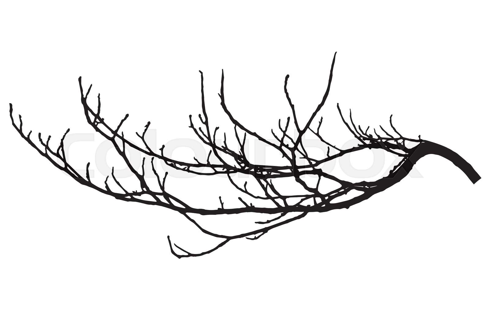Chestnut branch silhouette. Tree branch, vector illustration. | Stock ...