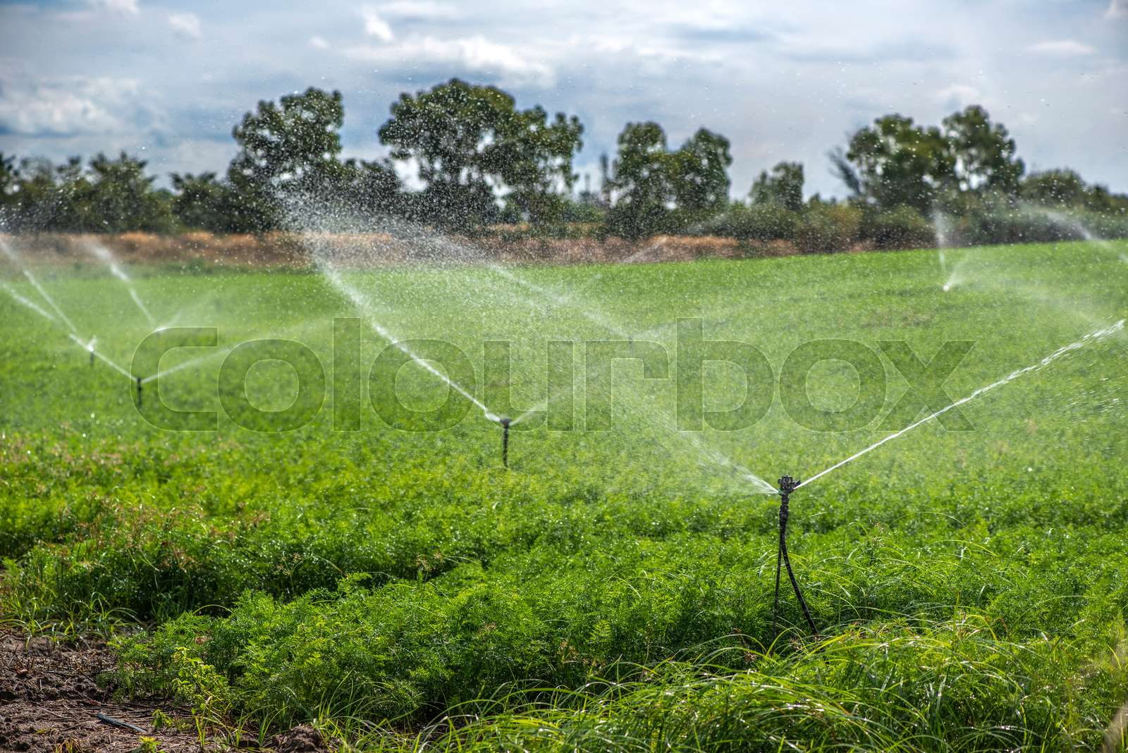 Watering plantation with carrots. Irrigation sprinklers in big carrots ...