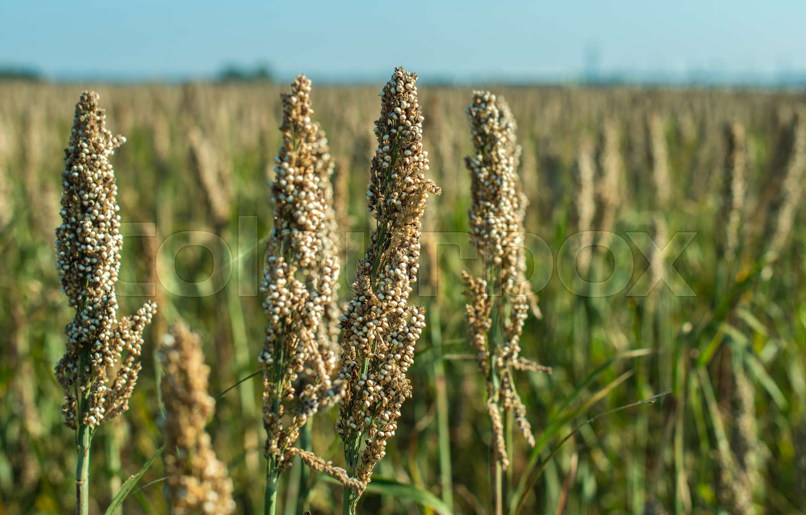 Millet plantations. Bundles of millet seeds. | Stock image | Colourbox