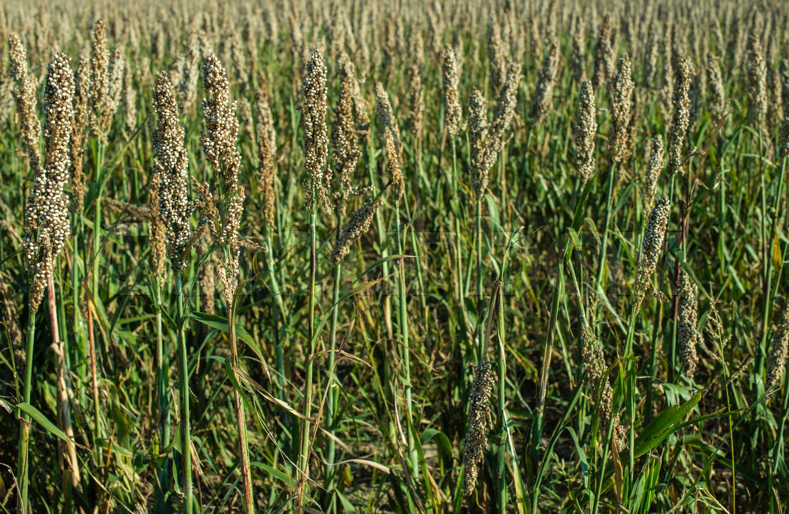 Millet plantations. Bundles of millet seeds. | Stock image | Colourbox