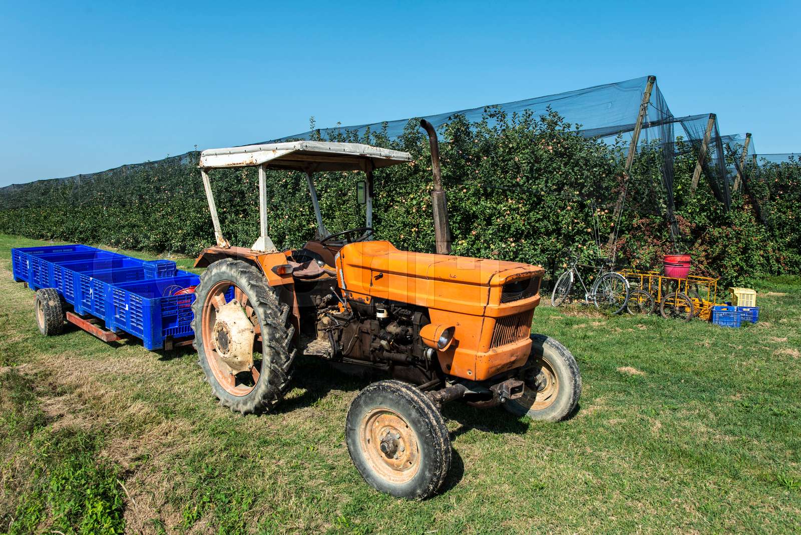 Tractor In Apple Farm Tractor And Trailer With Crates For Apples