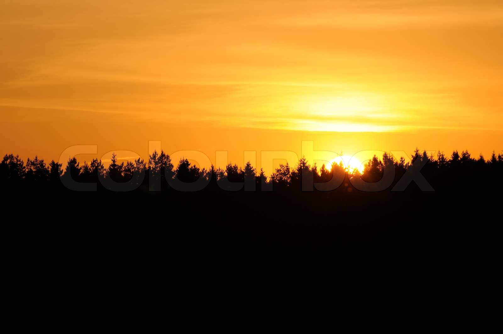 Sunset Over Forest