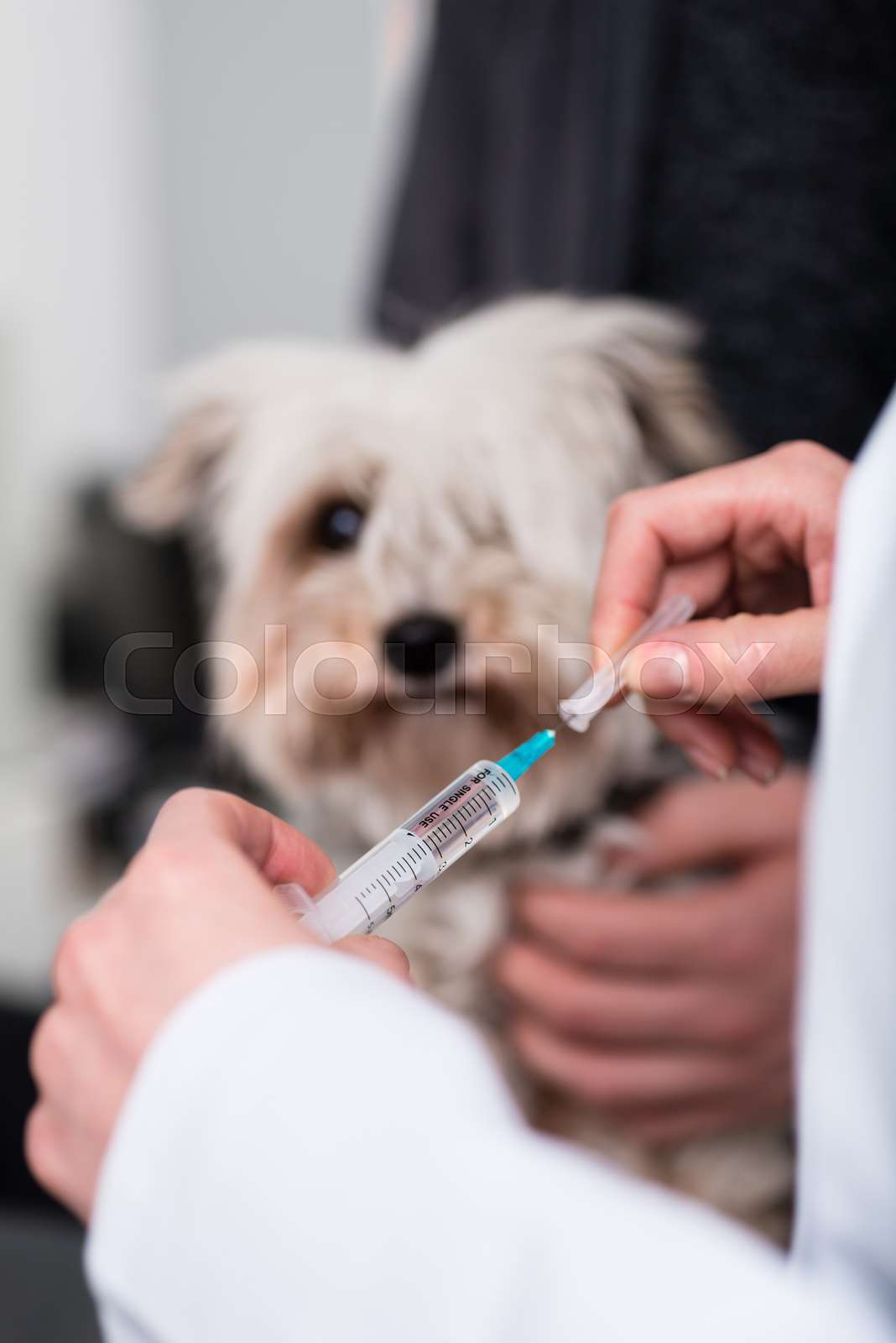 Veterinarian holding injection | Stock image | Colourbox