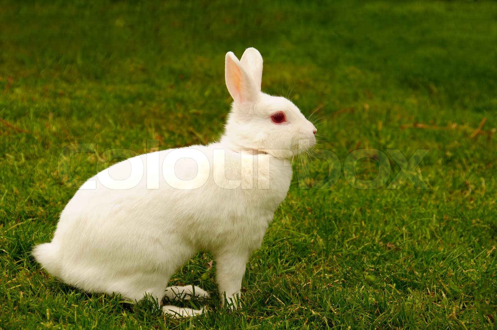 hase, weiß, profil | Stock Bild | Colourbox