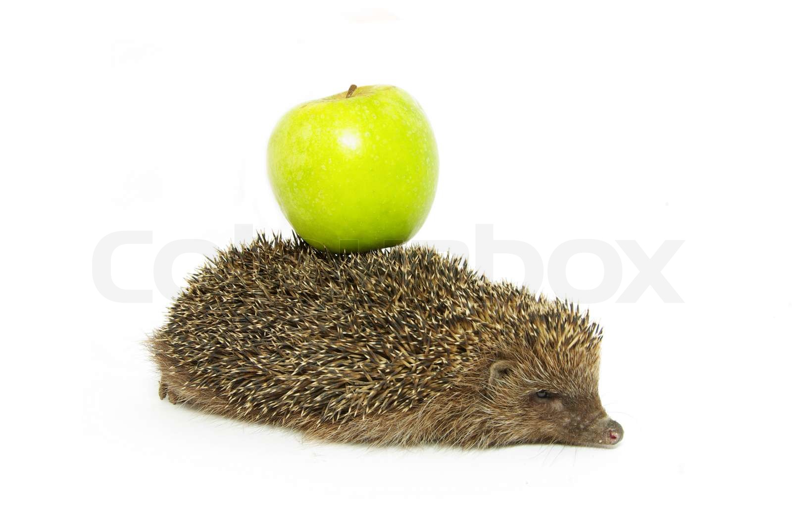 hedgehog and apple | Stock image | Colourbox