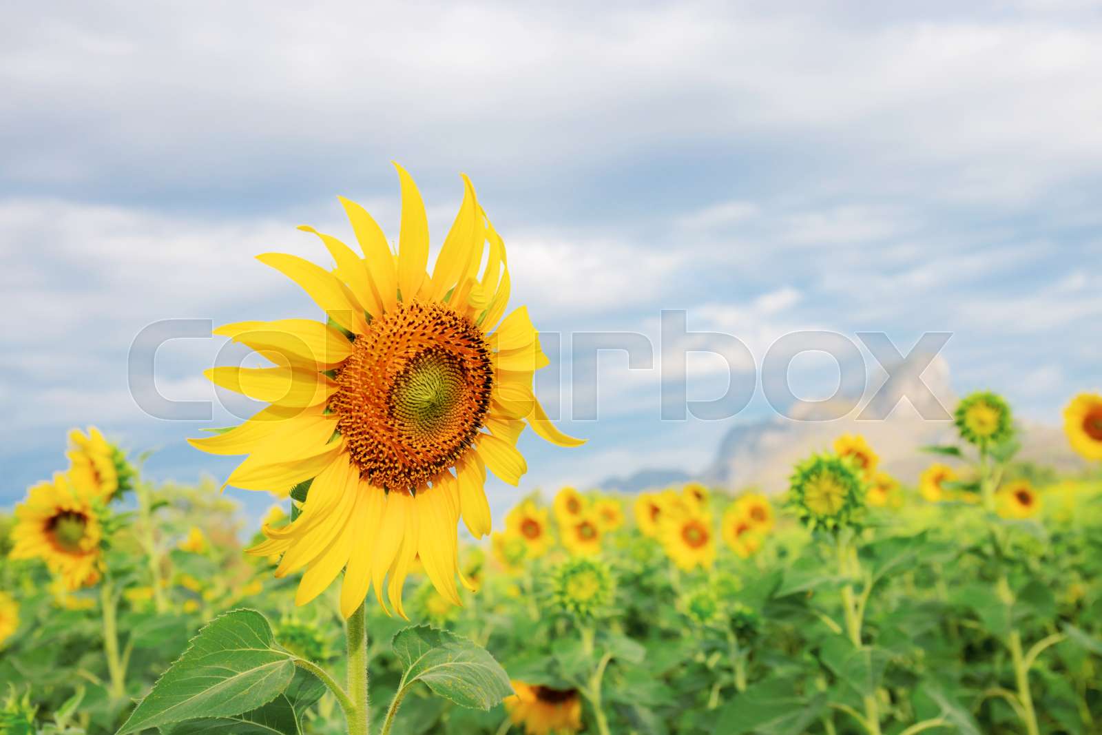 Sunflower on field in winter. | Stock image | Colourbox