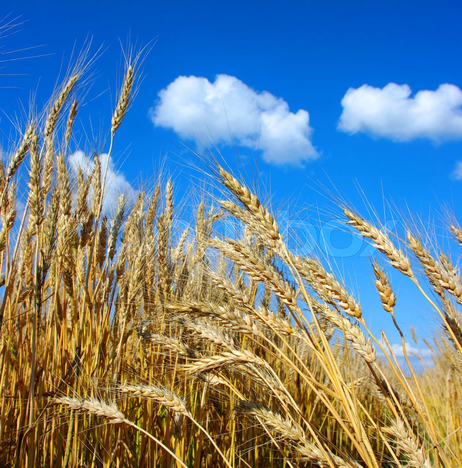 Wheat | Stock image | Colourbox