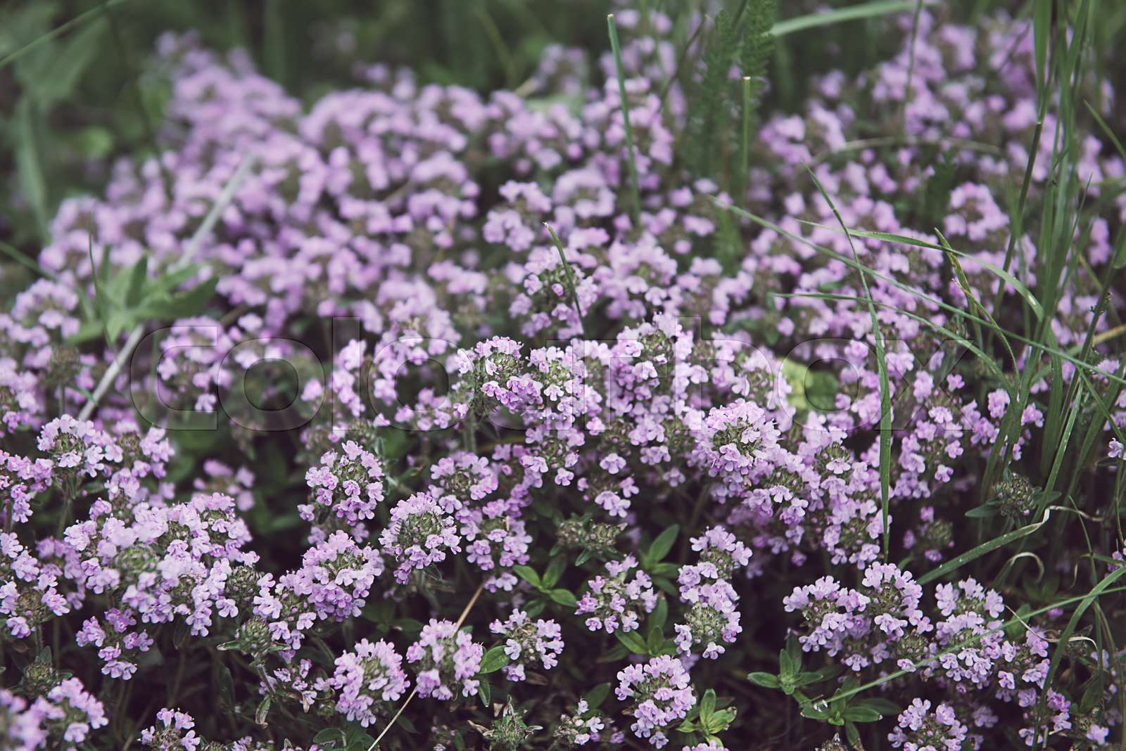 Thymus with flowers | Stock image | Colourbox