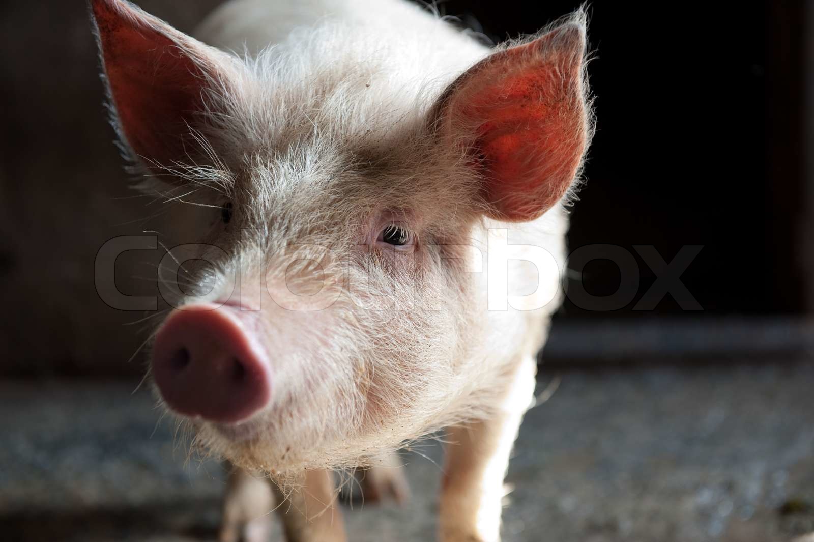lustige Schweine Gesicht | Stock Bild | Colourbox