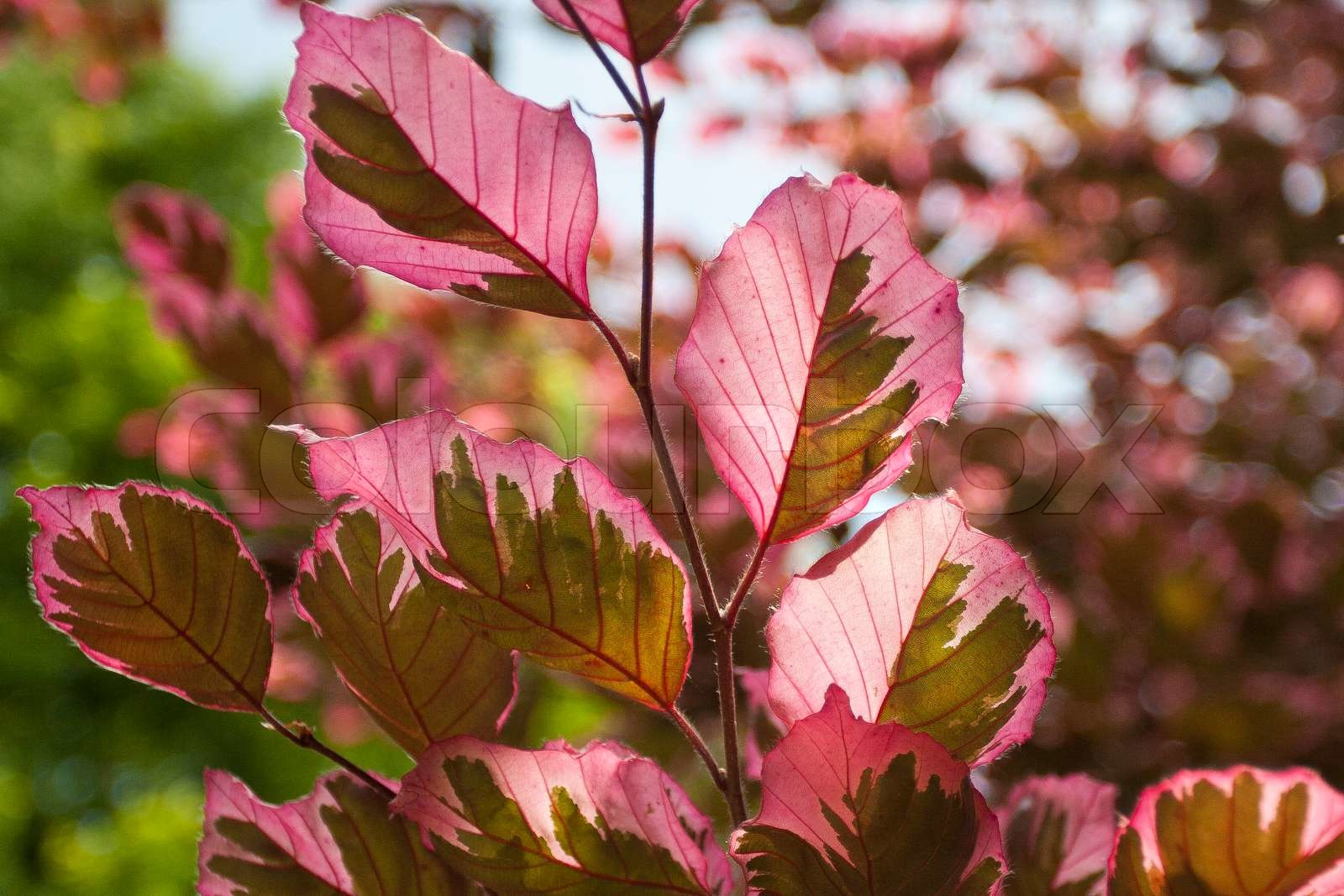 Multi-colored Beech Tree leaves | Stock image | Colourbox