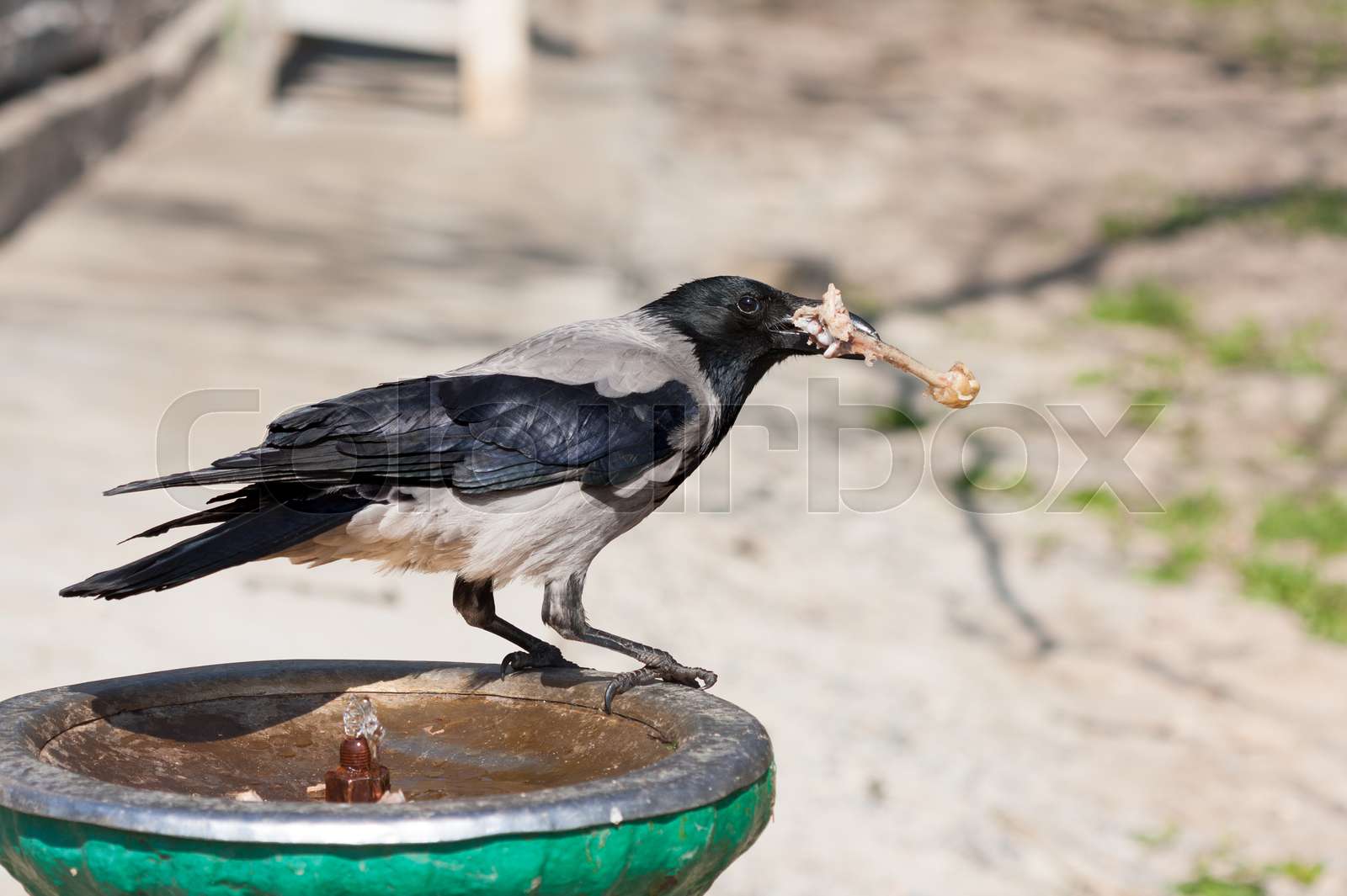 Crow with a chicken bone in its beak | Stock image | Colourbox