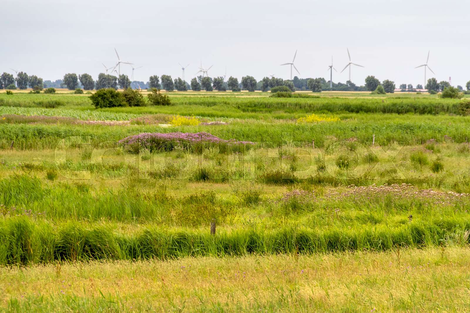 Landscape in East Frisia | Stock image | Colourbox