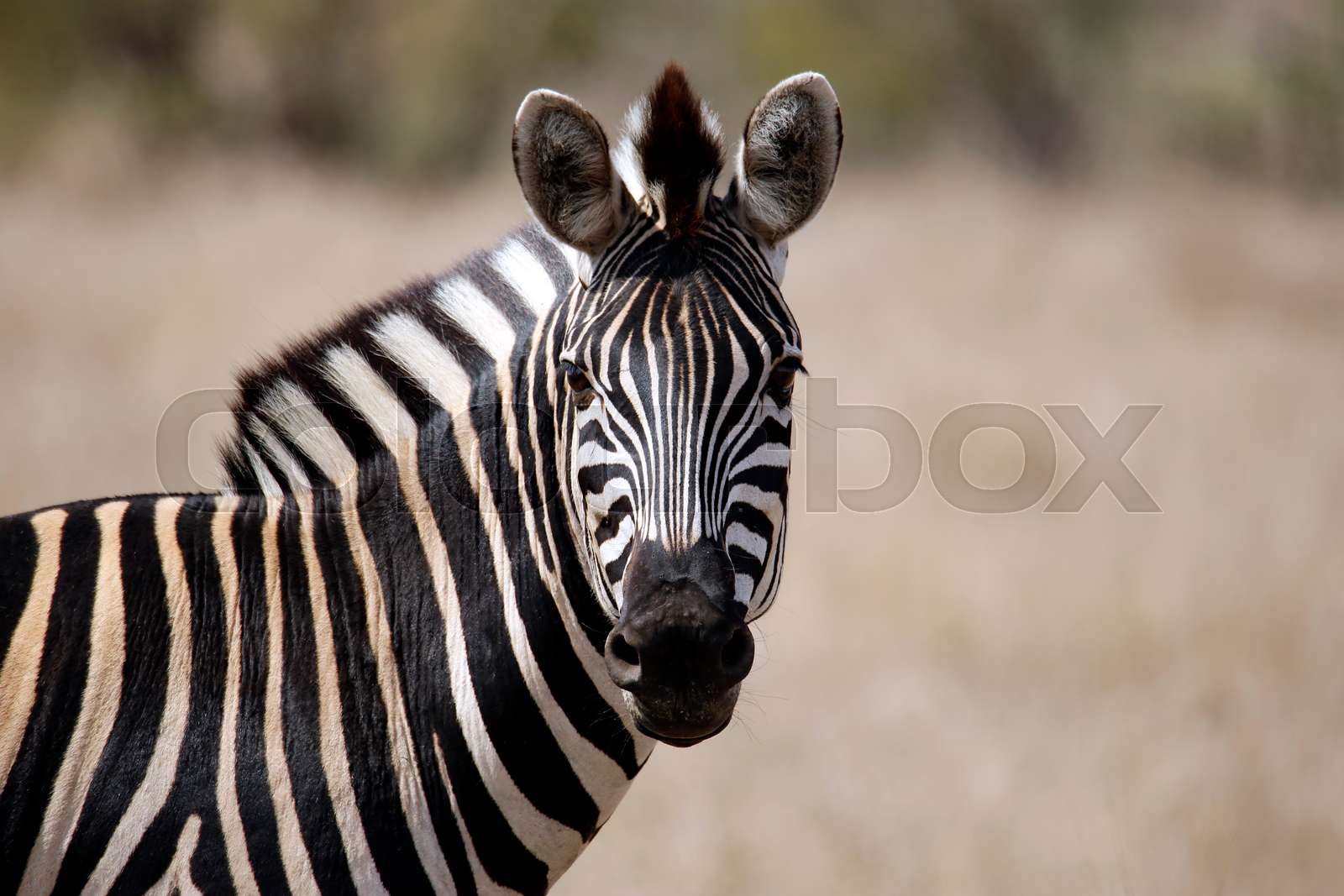 Zebra Portrait | Stock image | Colourbox