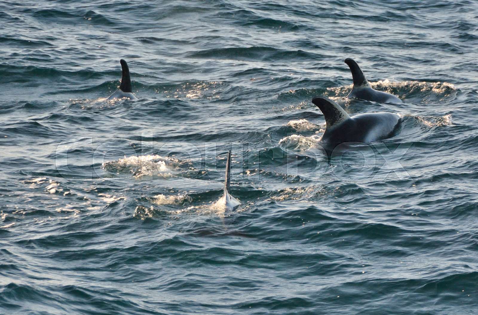 Delfiner i havet ved Snæfellsnes på Island | Stock foto | Colourbox