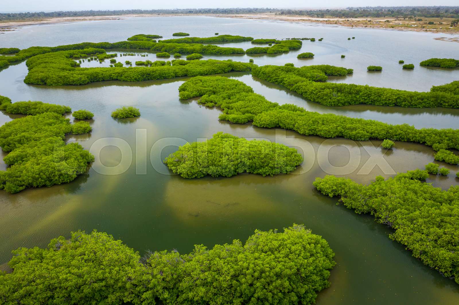 Aerial view of mangrove forest in the Saloum Delta National Park, Joal ...