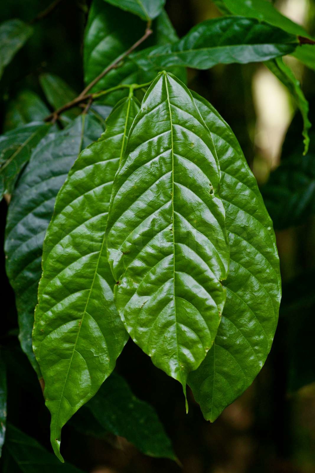 Cocoa leafs in the nature | Stock image | Colourbox