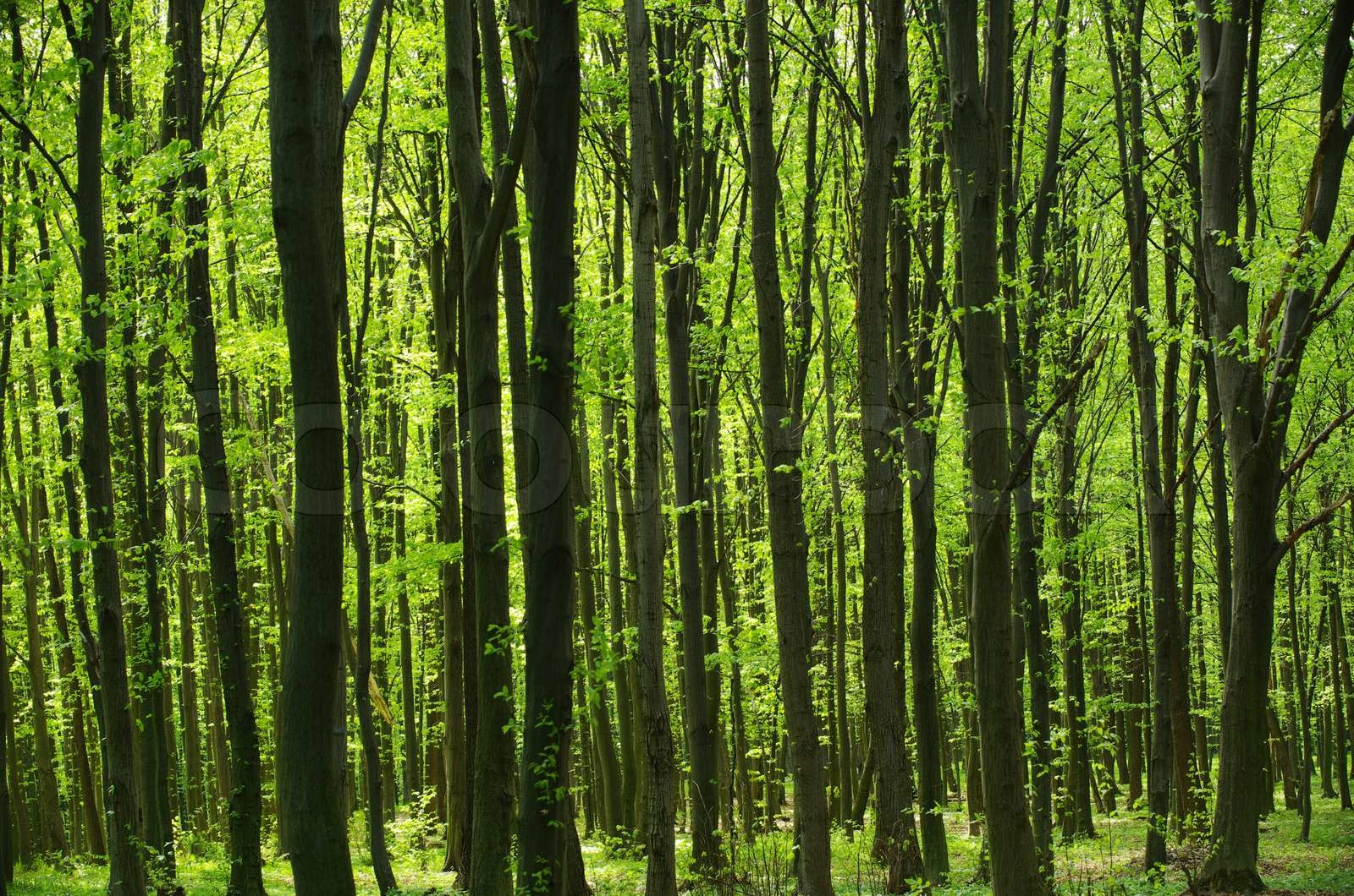 hübsch, zweige, jahreszeit | Stock Bild | Colourbox