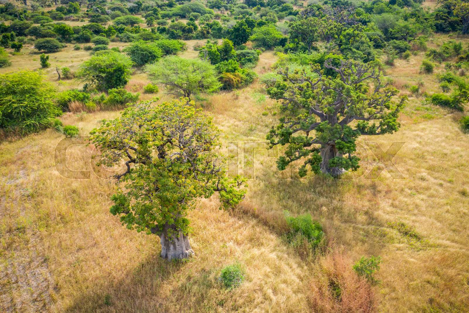 Aerial view of Baobab tree. Senegal. West Africa. Photo made by drone ...