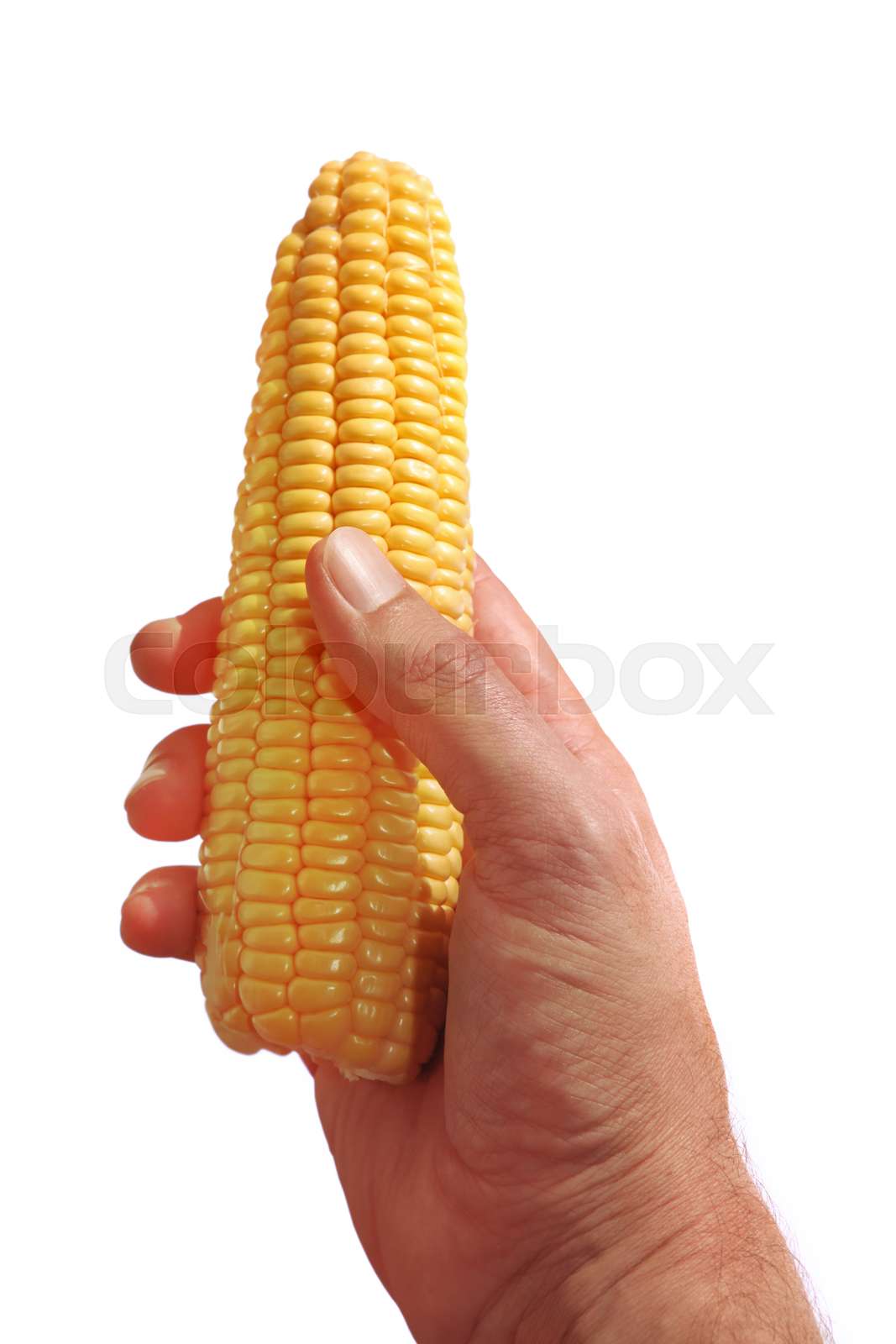 hand holding corn | Stock image | Colourbox
